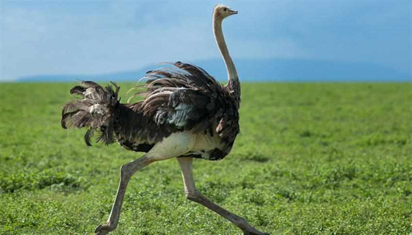 Allevare Struzzi è Redditizio? Come Aprire un Allevamento